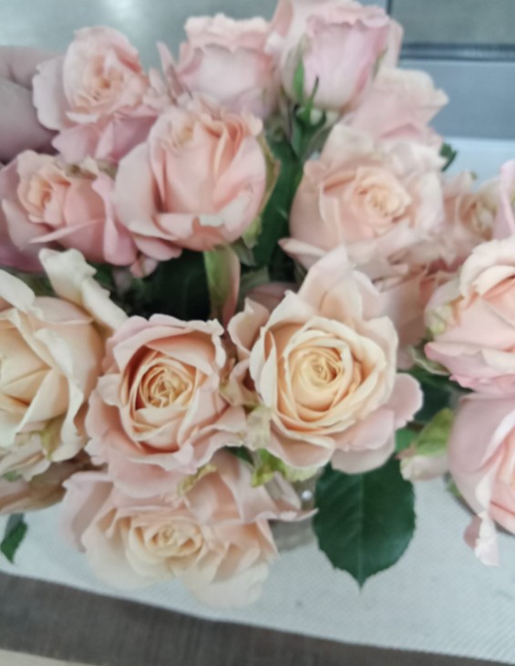 FLORES | almacén de flor - Mayorista de flores. - Flores - Rosas - Rosa ...