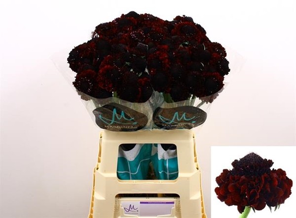 FLORES | almacén de flor - Mayorista de flores. - Flores - Flor de ...