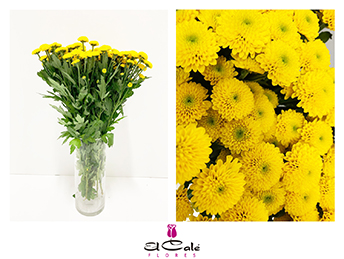 FLORES | almacén de flor - Mayorista de flores. - Flores ...