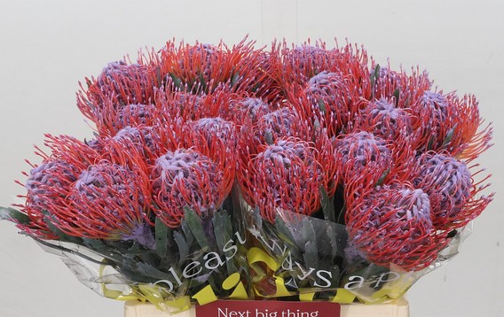 FLORES | almacén de flor - Mayorista de flores. - Flores - Tropical ...