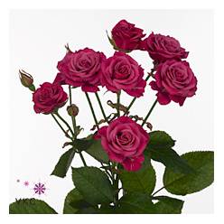 FLORES | almacén de flor - Mayorista de flores. - Flores - Rosas - Rosa ...