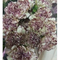 FLORES | almacén de flor - Mayorista de flores. - Flores - Clavel