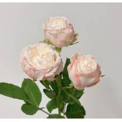 FLORES | almacén de flor - Mayorista de flores. - Flores - Rosas - Rosa ...