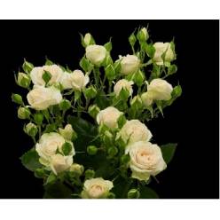 FLORES | almacén de flor - Mayorista de flores. - Flores - Rosas - Rosa ...