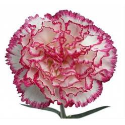 FLORES | almacén de flor - Mayorista de flores. - Flores - Clavel