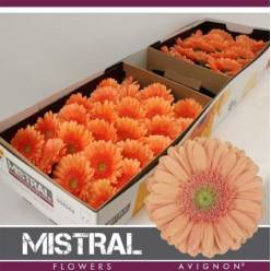 FLORES | almacén de flor - Mayorista de flores. - Flor fresca - Gerbera