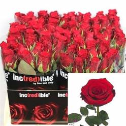 FLORES | almacén de flor - Mayorista de flores. - Flores - Rosas - Rosa ...