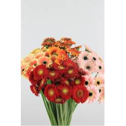 FLORES | almacén de flor - Mayorista de flores. - Flores - Gerbera