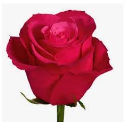 FLORES | almacén de flor - Mayorista de flores. - Flores - Rosas - Rosa ...