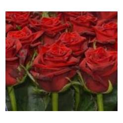 FLORES | almacén de flor - Mayorista de flores. - Flor fresca - Rosas ...