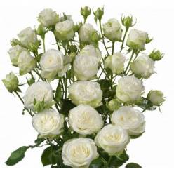 FLORES | almacén de flor - Mayorista de flores. - Flores - Rosas - Rosa ...