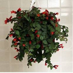 FLORES | almacén de flor - Mayorista de flores. - Plantas - Plantas Flor