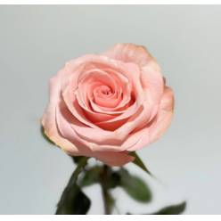 FLORES | almacén de flor - Mayorista de flores. - Flores - Rosas - Rosa ...