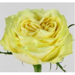 FLORES | almacén de flor - Mayorista de flores. - Flores - Rosas - Rosa ...