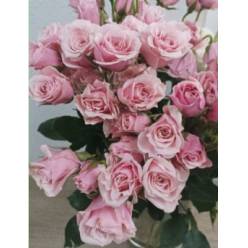 FLORES | almacén de flor - Mayorista de flores. - Flores - Rosas - Rosa ...