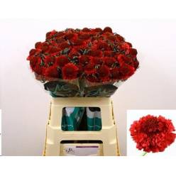 FLORES | almacén de flor - Mayorista de flores. - Flores - Flor de ...