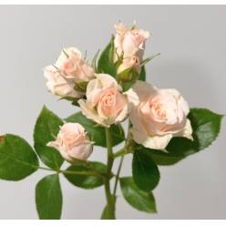 FLORES | almacén de flor - Mayorista de flores. - Flores - Rosas - Rosa ...