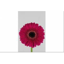 FLORES | almacén de flor - Mayorista de flores. - Flores - Gerbera