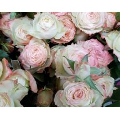 FLORES | almacén de flor - Mayorista de flores. - Flores - Rosas - Rosa ...