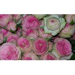 FLORES | almacén de flor - Mayorista de flores. - Flores - Rosas - Rosa ...